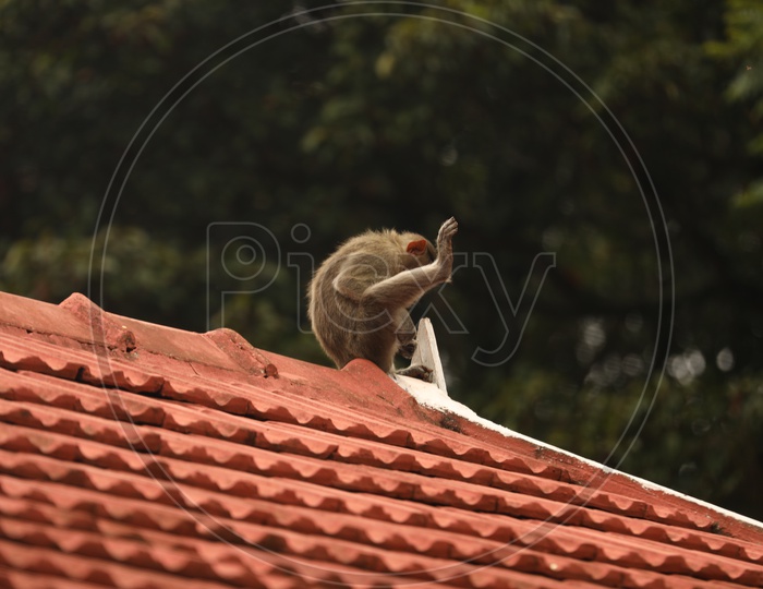 Image of Monkeys Or Macaque on House Roofs-SS402083-Picxy