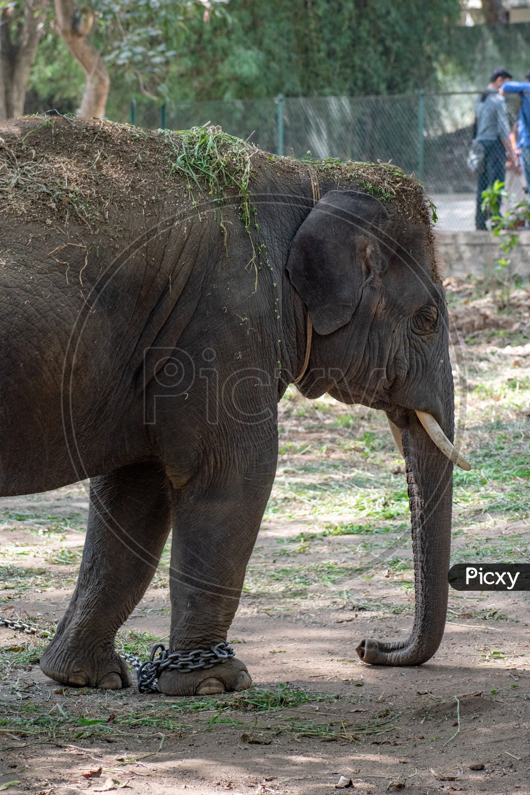 Image of An elephant tied with chains at zoo.-QT668794-Picxy