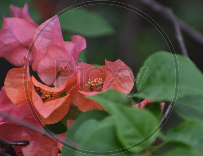 Image of Flower Intuition-LE088809-Picxy