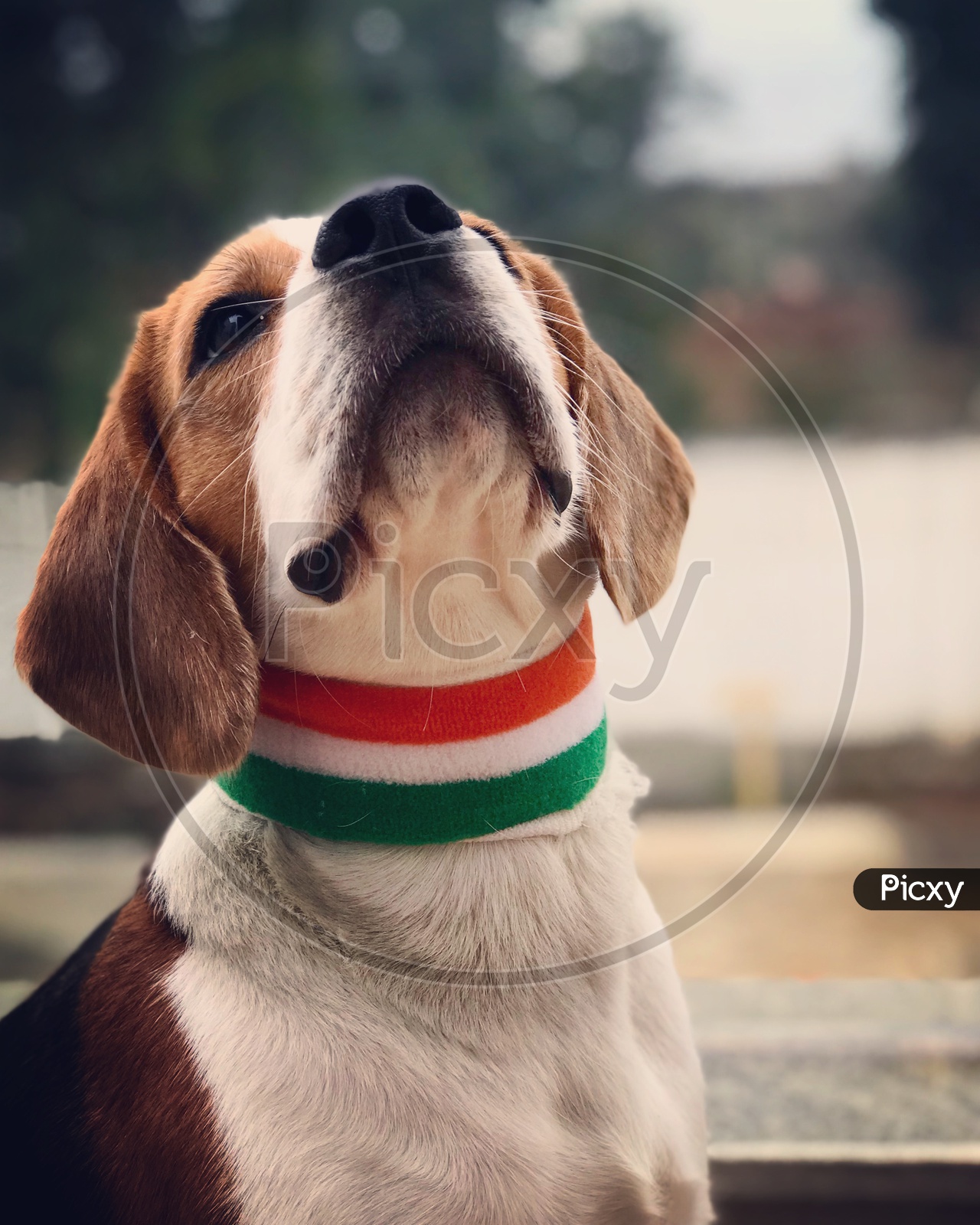 Image of Cute beagle dog celebrates Indian tri color-ON886110-Picxy
