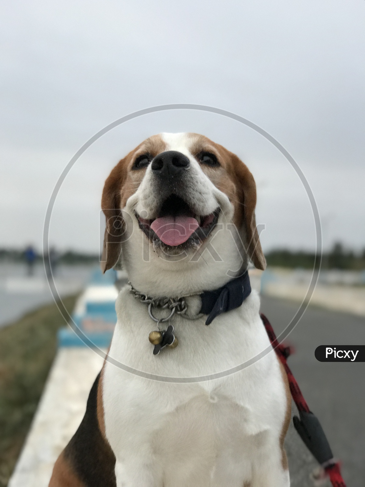 Image of Cute beagle dog smiling-EK076303-Picxy