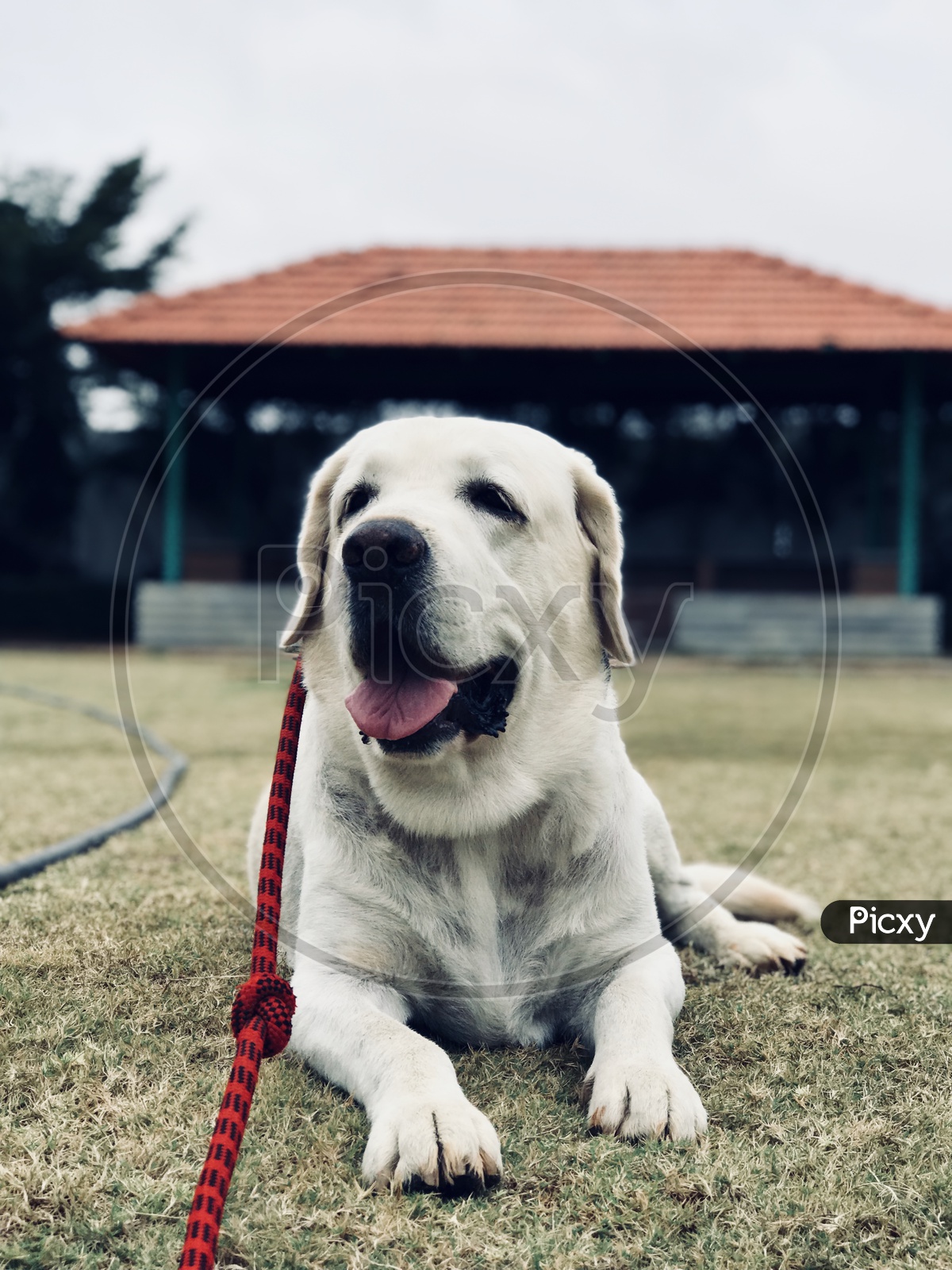 Image of White Labrador smiling in the garden, park-GH434513-Picxy
