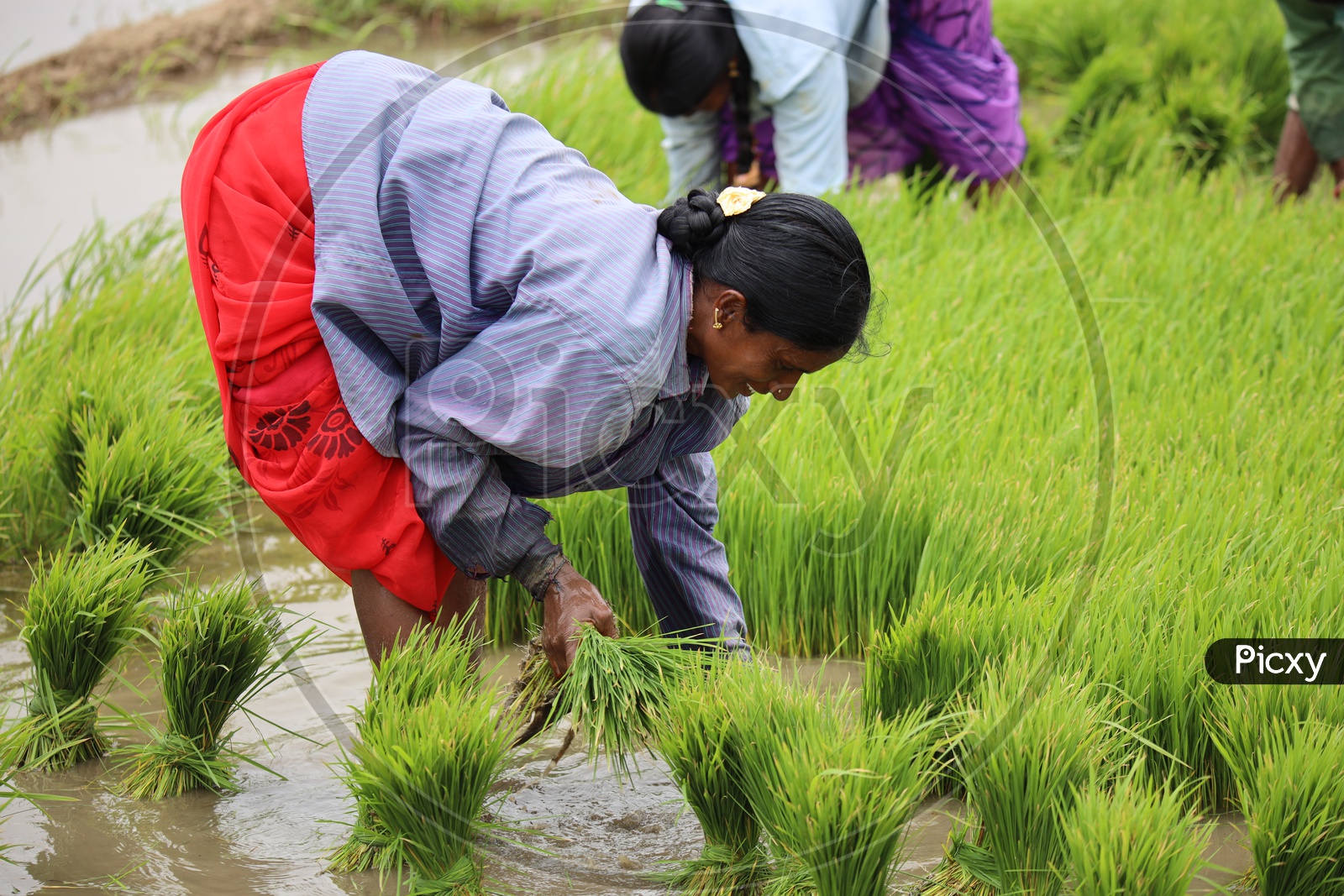 Image of Woman Farmers Planting Paddy Plant Saplings in Agricultural ...
