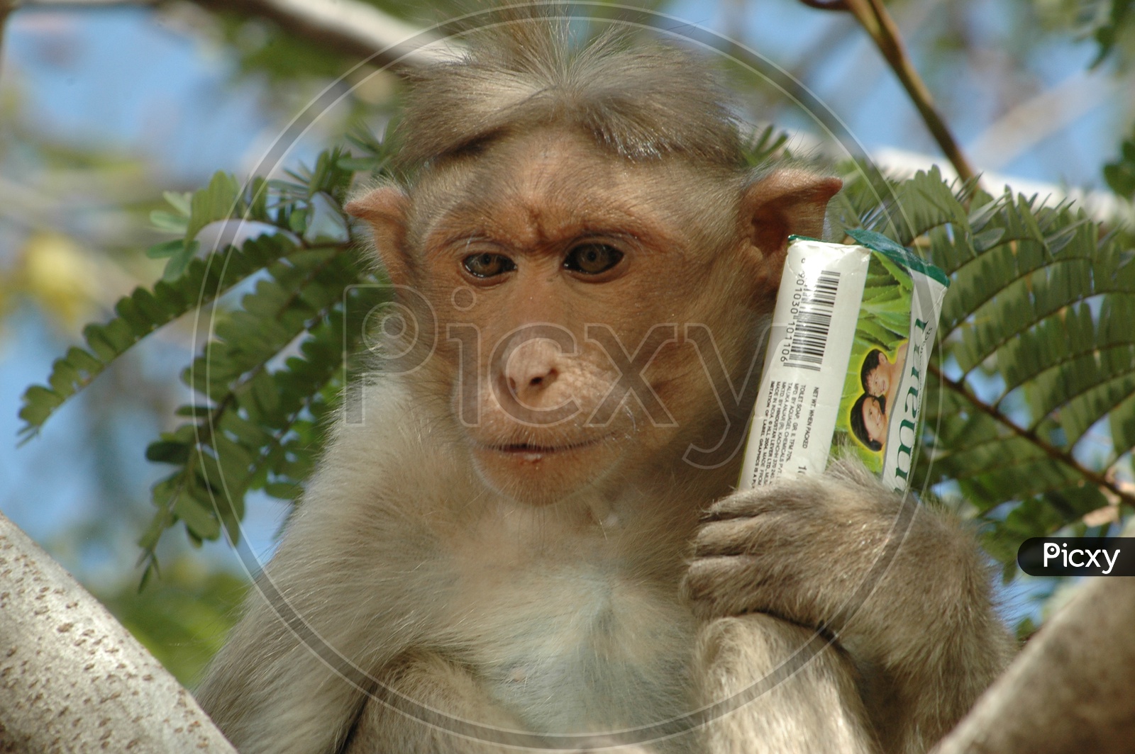 Image of Monkey Posing-LT295059-Picxy