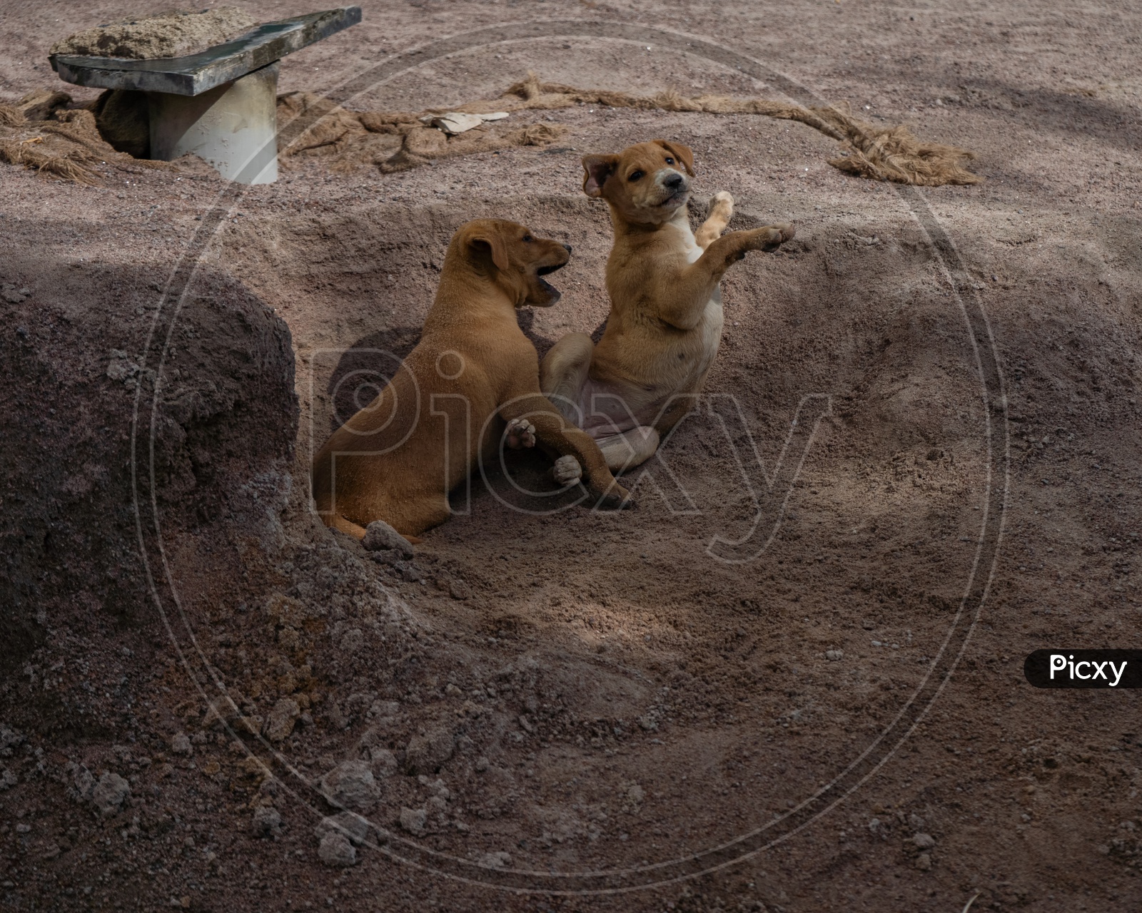 Image of Stray dogs fighting-WD159215-Picxy