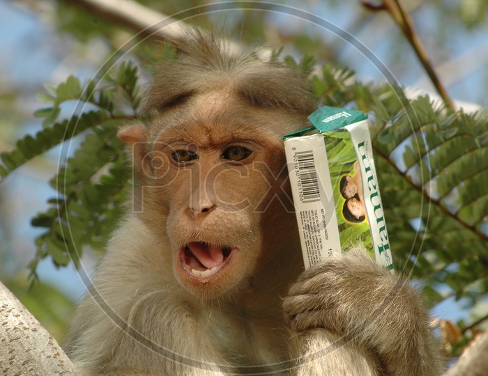 Image of Monkey Posing-LT295059-Picxy