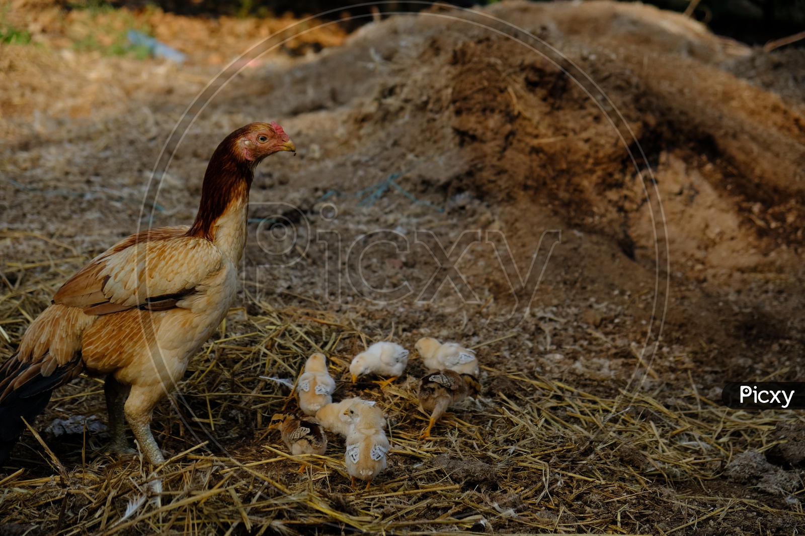Image of Hen and Baby Chicks-DZ072426-Picxy