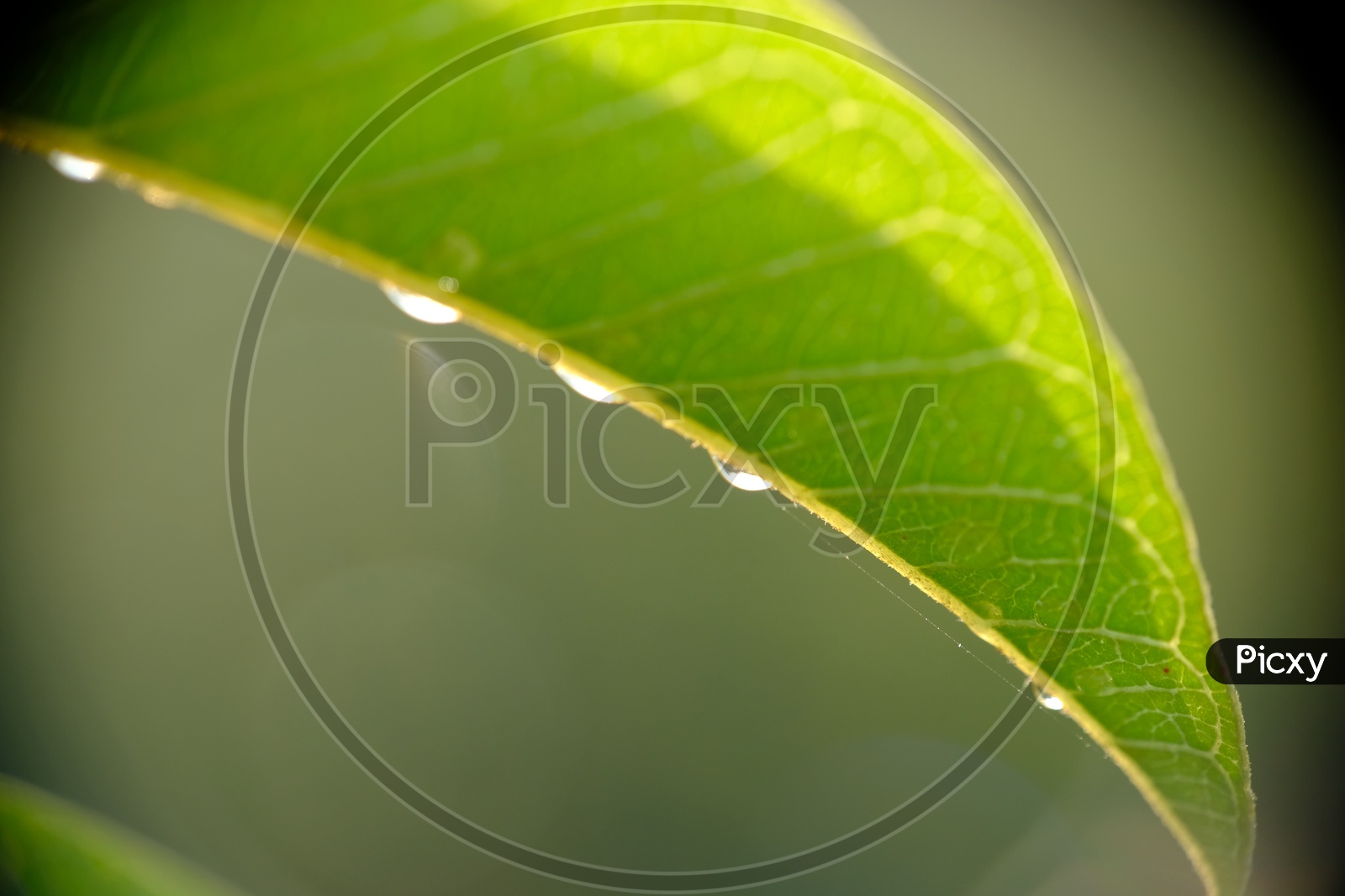 Image of Water droplets on a Plant-SV300707-Picxy