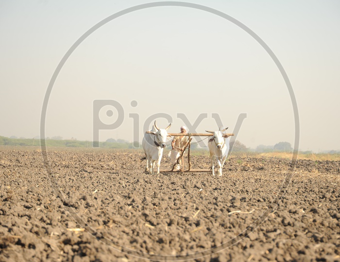 Image of A Farmer Ploughing His Dried Farm Land With Bullocks-GM725023 ...