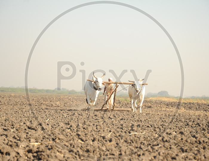 Image of A Farmer Ploughing His Dried Farm Land With Bullocks-IW629004 ...