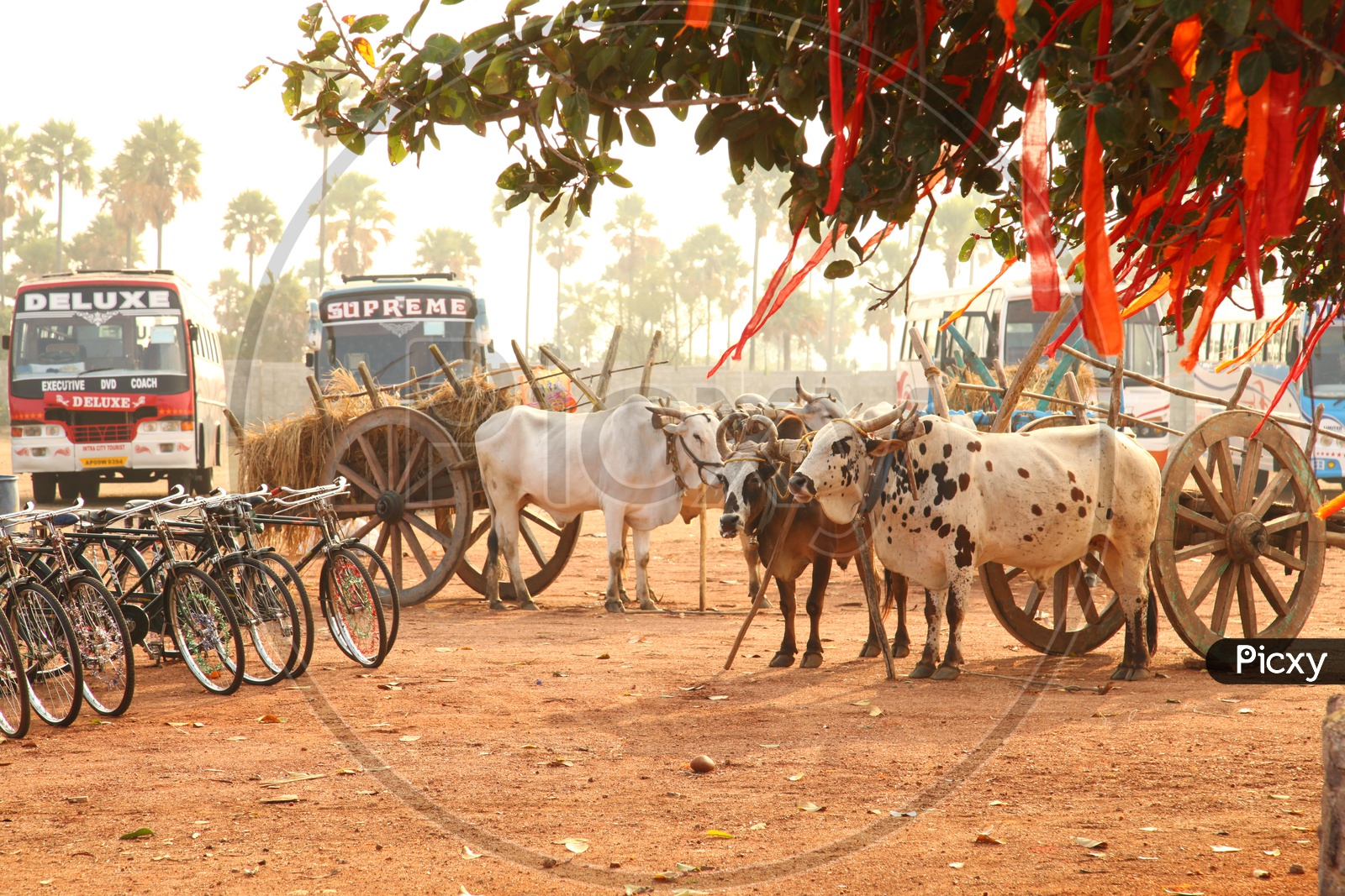 Image of Bullock Carts in a Rural Village-XS458549-Picxy