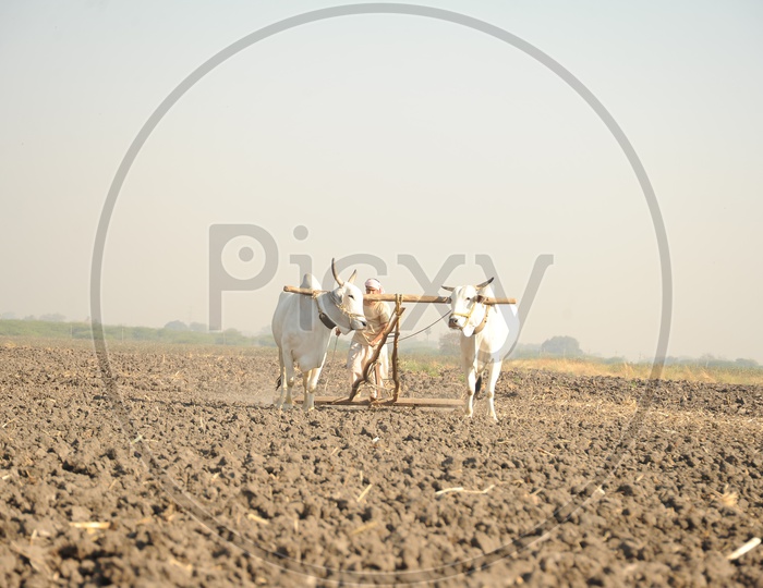 Image of A Farmer Ploughing His Dried Farm Land With Bullocks-GM725023 ...