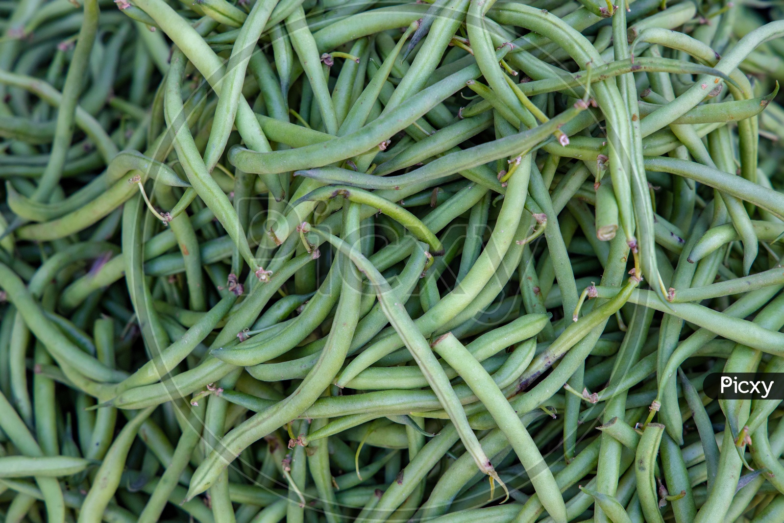 Image of Cluster Beans Goru chikkudu In a Vegetable Vendor Sttall ...