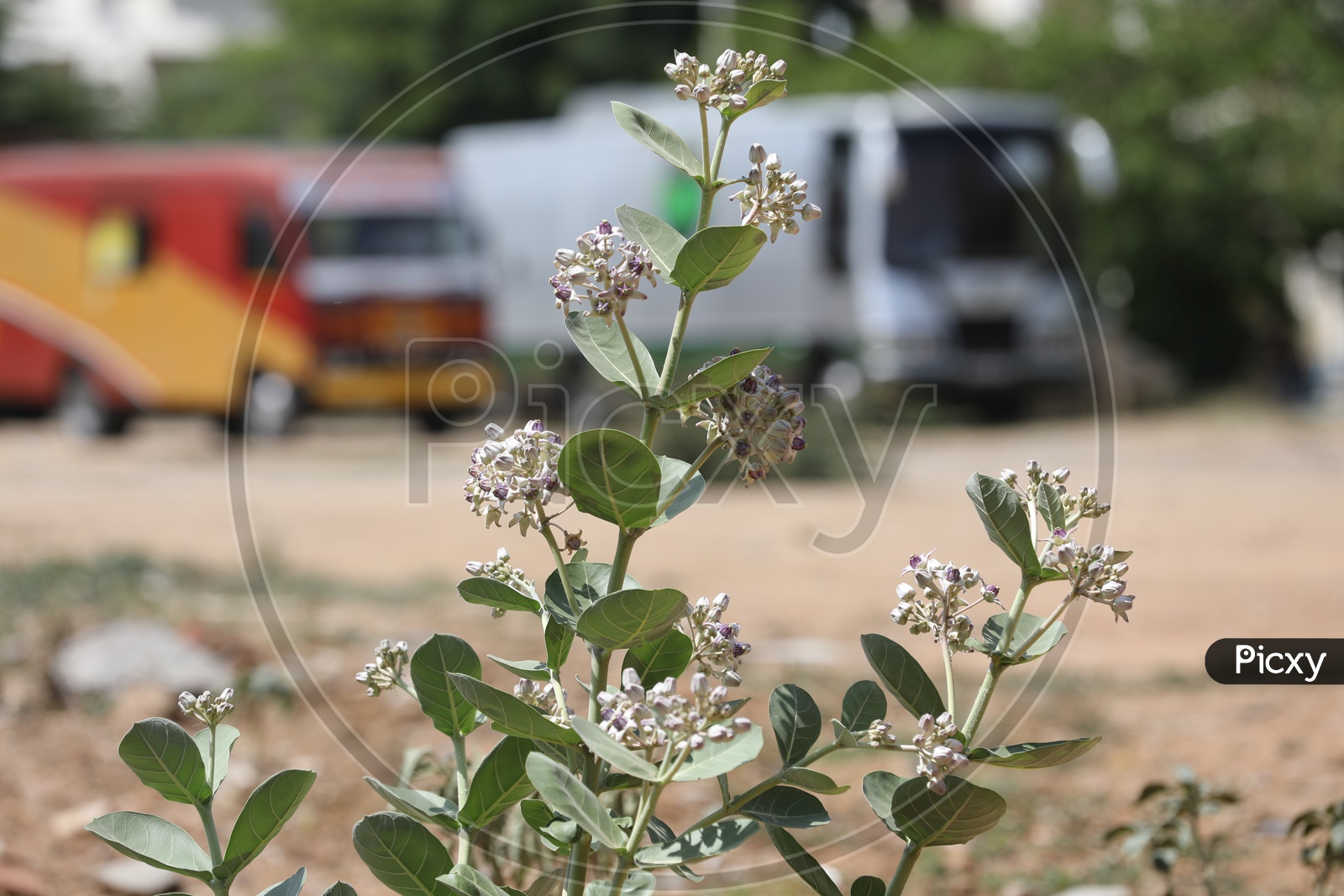 Image of Calotropis or Jilledu Or White Jilledu tree-VZ162869-Picxy