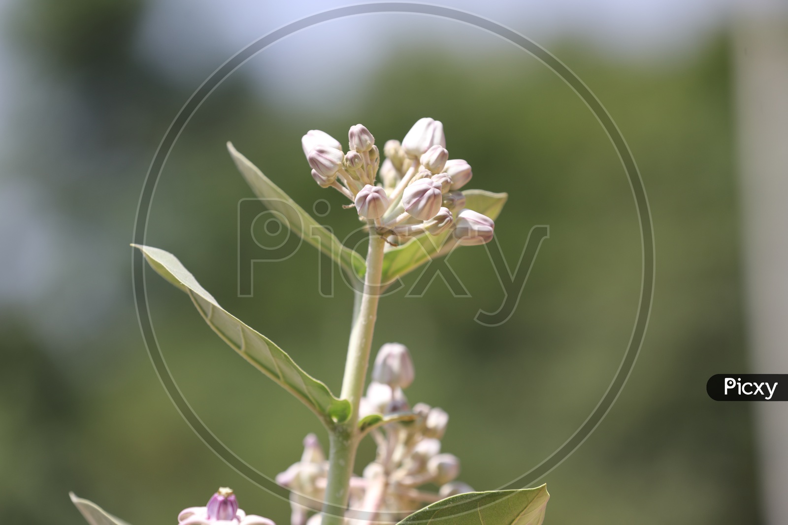 Image of Calotropis or Jilledu Or White Jilledu tree-QM517634-Picxy
