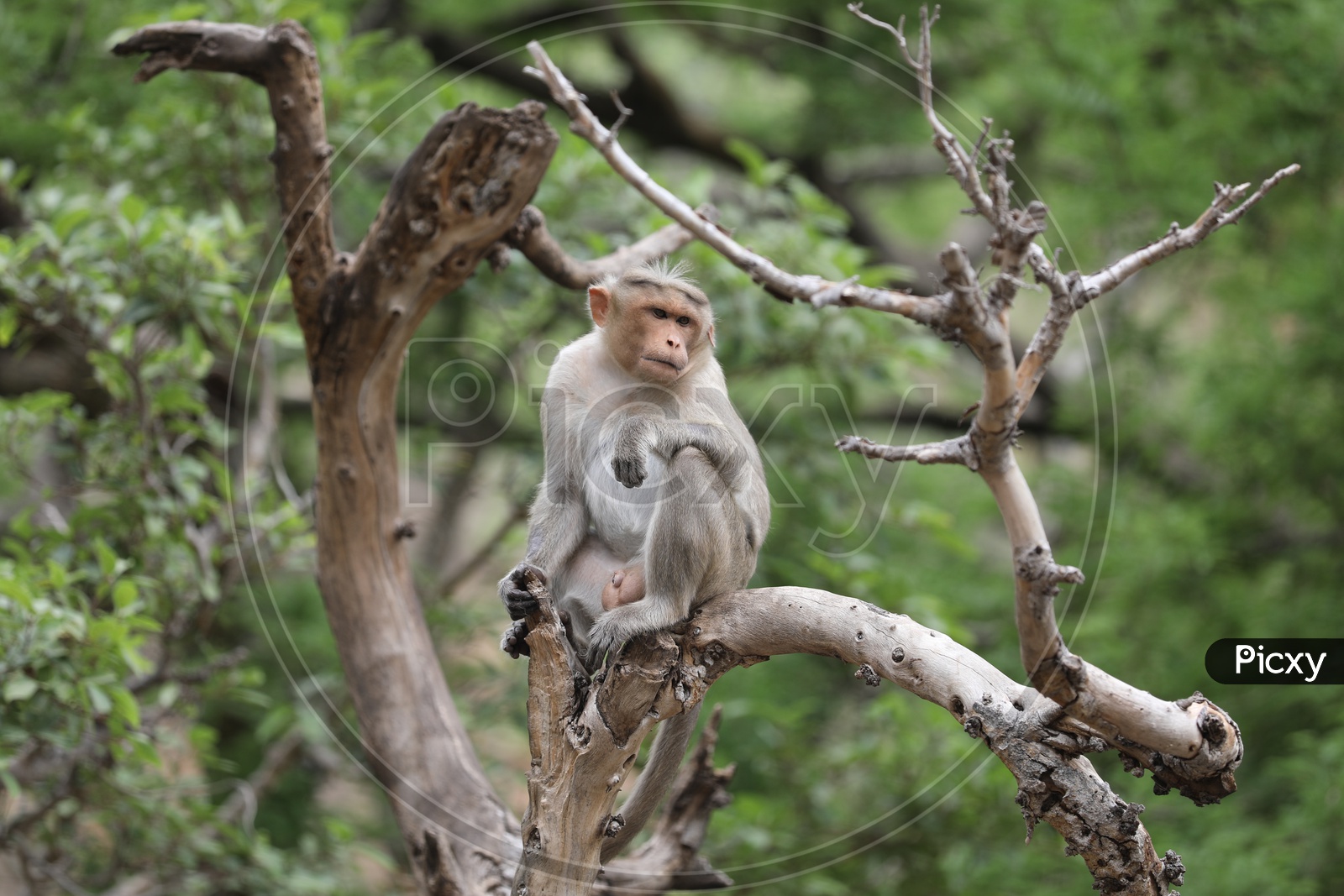 Indian Monkey On Tree