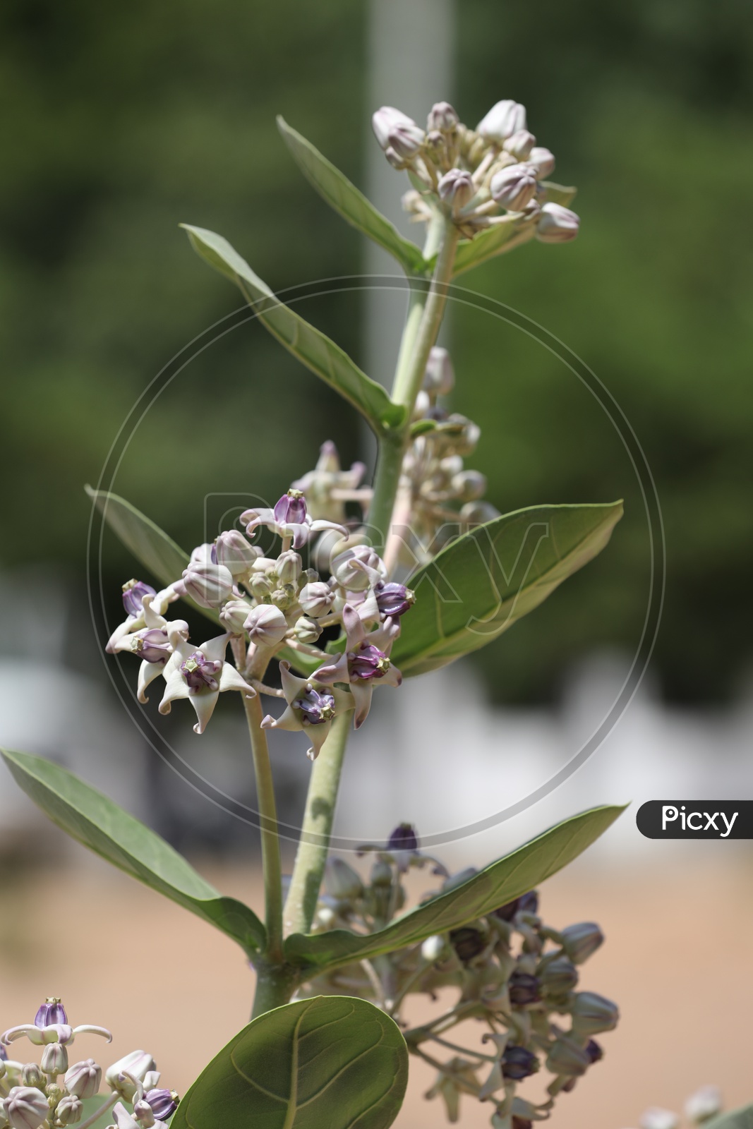 Image of Calotropis or Jilledu Or White Jilledu tree-EL926560-Picxy