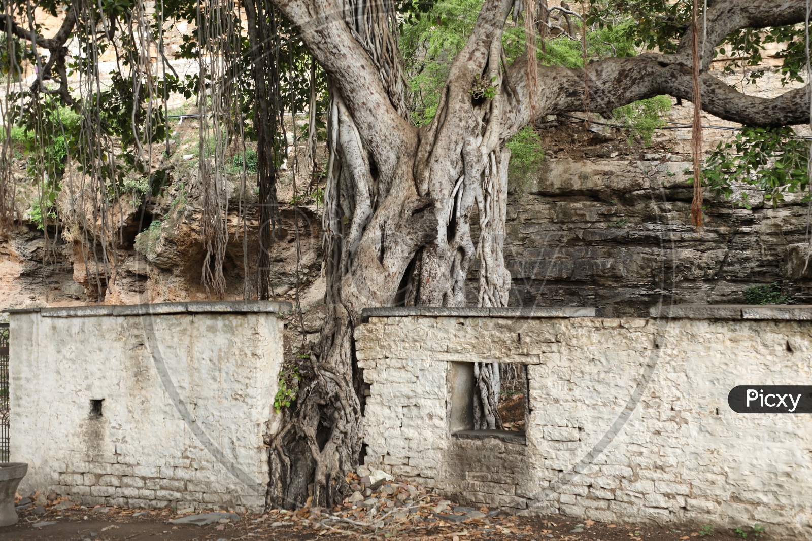 Banyan Tree Hinduism