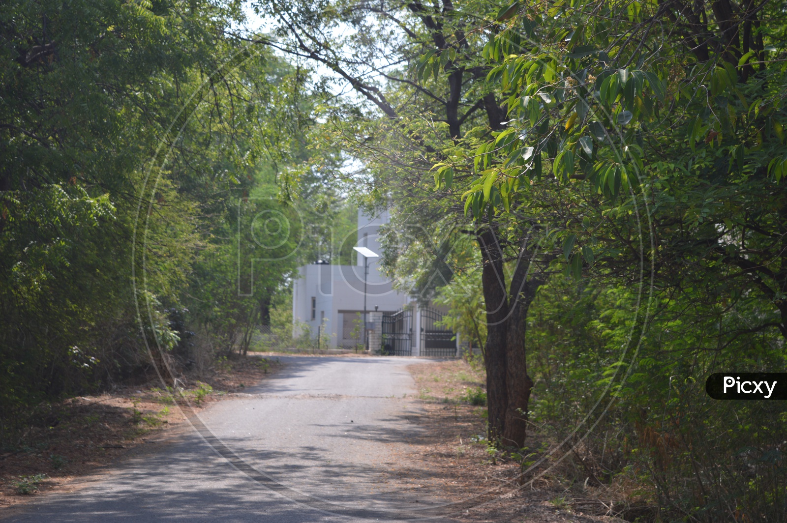 Image of Pathways With Trees On Both Sides Of Roads In a Colony ...
