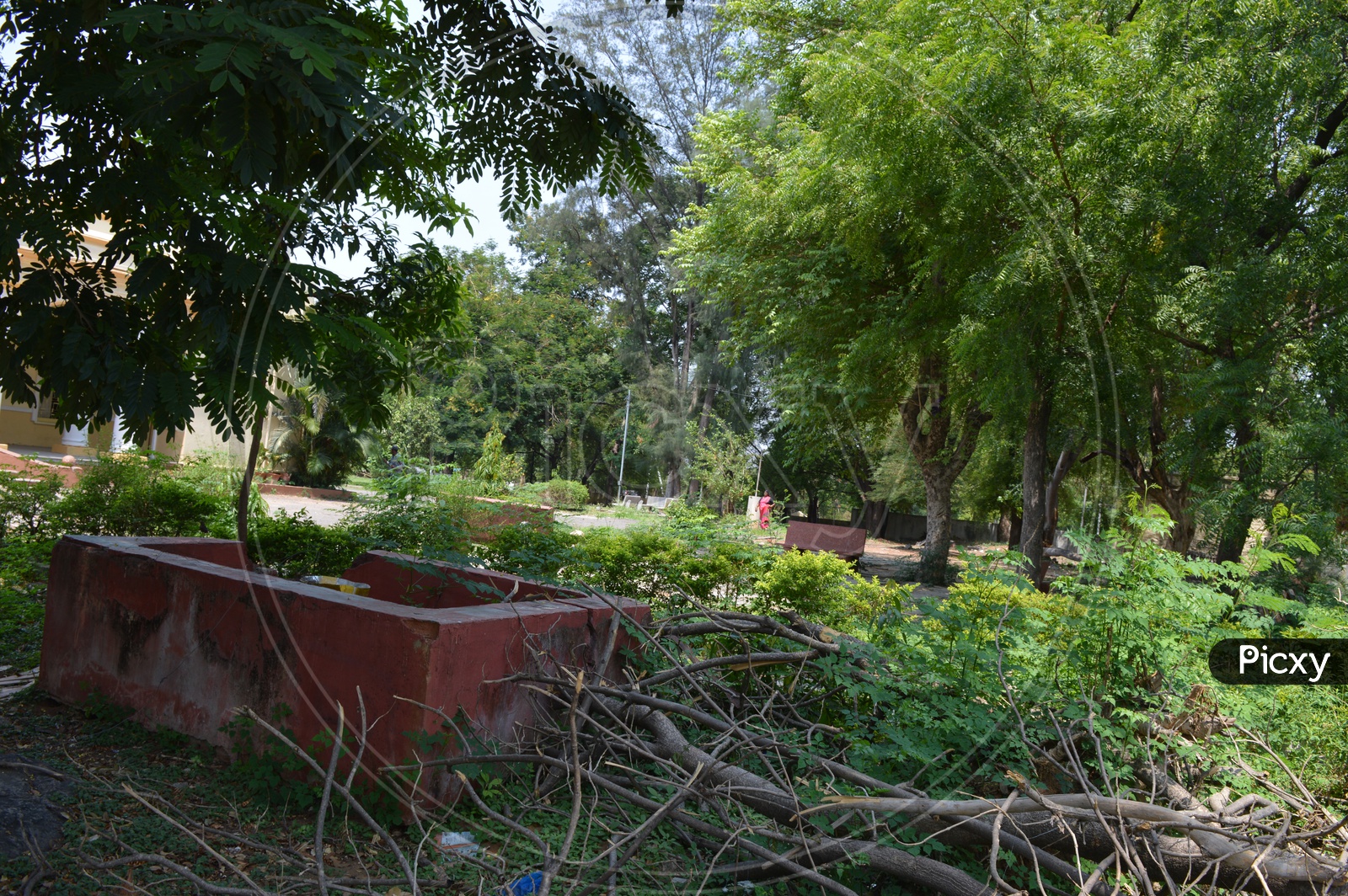 Image of Trees Growing On a House Compound-EV441831-Picxy