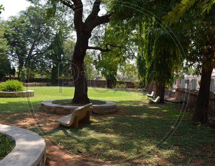 Image of Trees Growing On a House Compound Or Lawn Garden-HN690046-Picxy