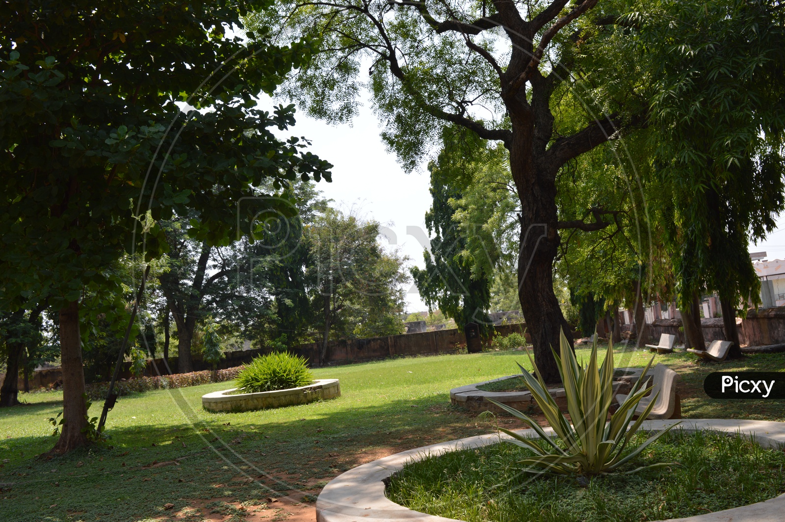 Image of Trees Growing On a House Compound Or Lawn Garden-PK500357-Picxy