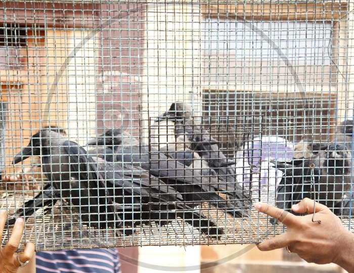 Image of Crows Kept In a Cage-RN381660-Picxy
