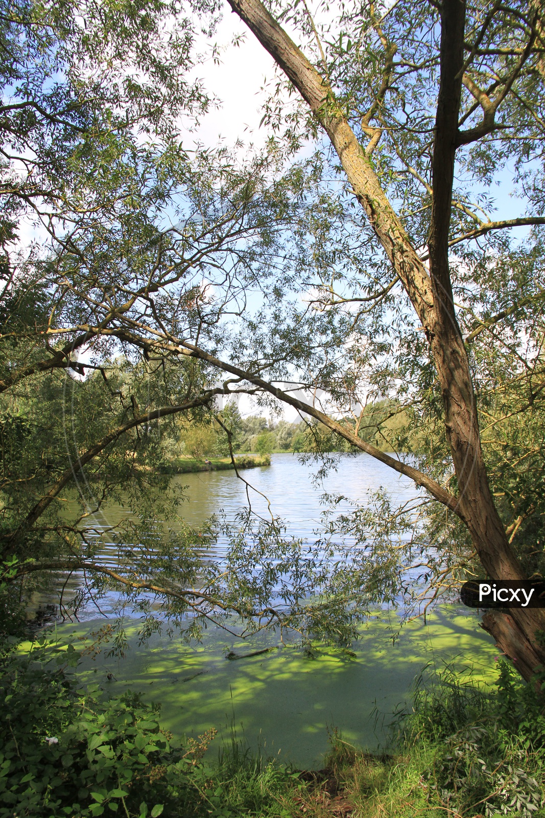 Image of Lake View through Trees-IT428254-Picxy