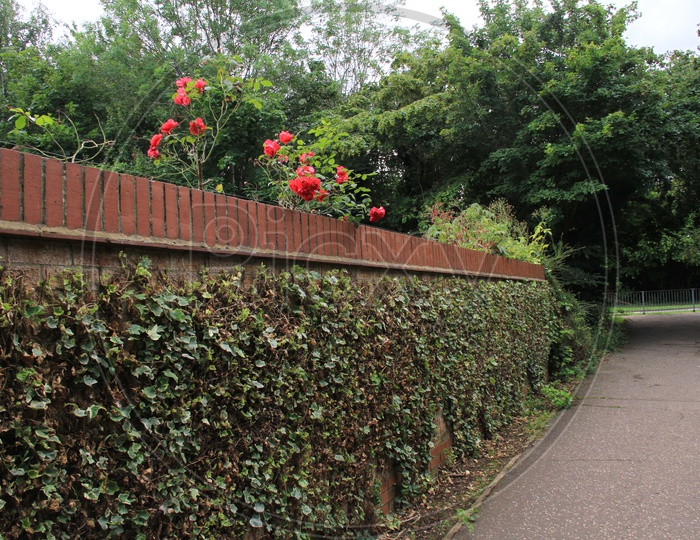 Image of Flowers on a Compound Wall-IZ025092-Picxy