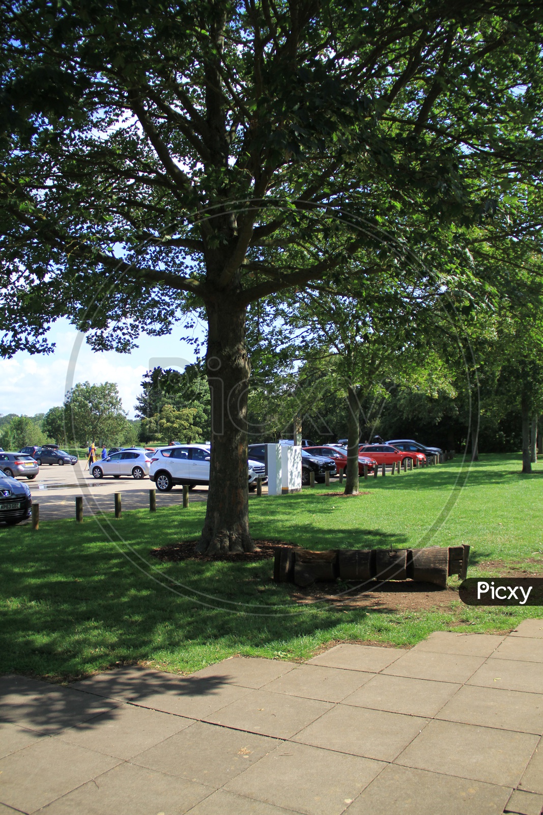 Image of Cars Parked near Trees-YH359451-Picxy