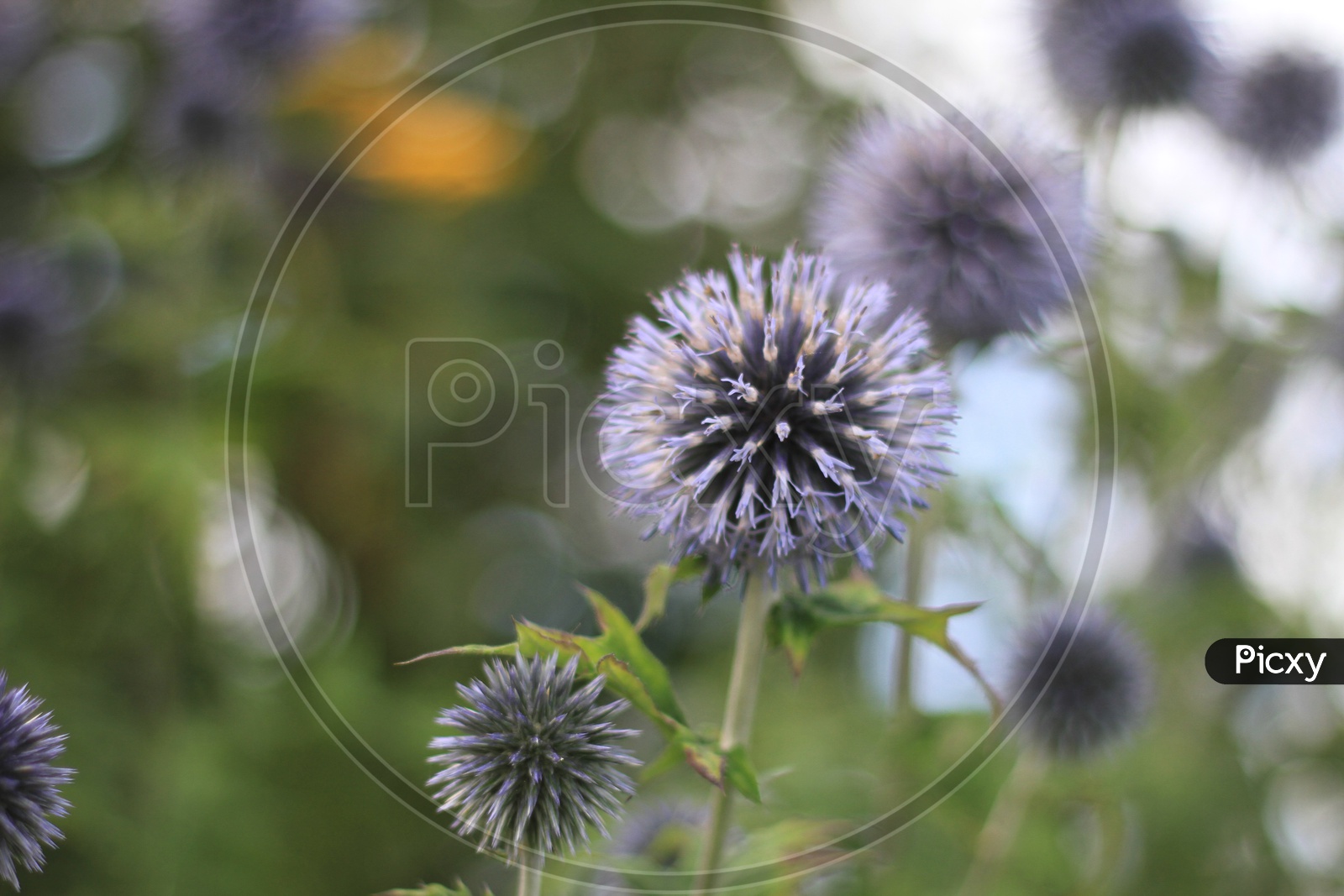 Image of Sheep's bit plant or Jasione montana Flower-RW959704-Picxy