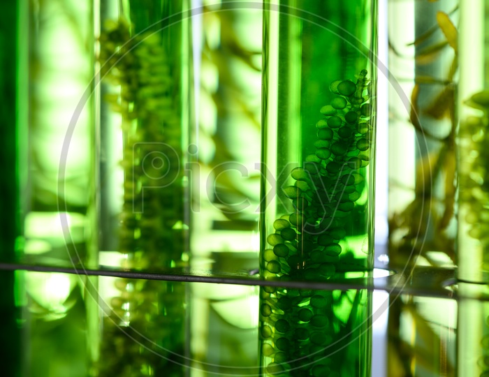 Image of Algae in test tubes, research in laboratories, biotechnology ...