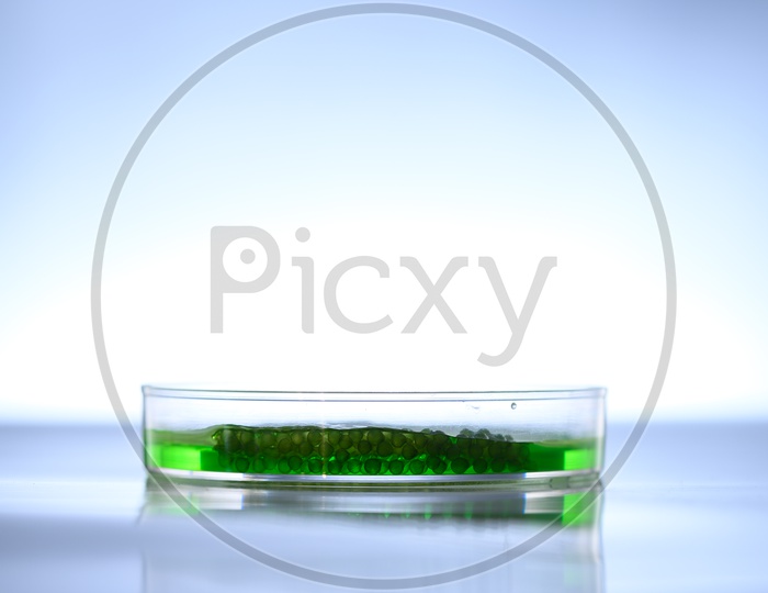 Image of Algae in test tubes, research in laboratories, biotechnology ...
