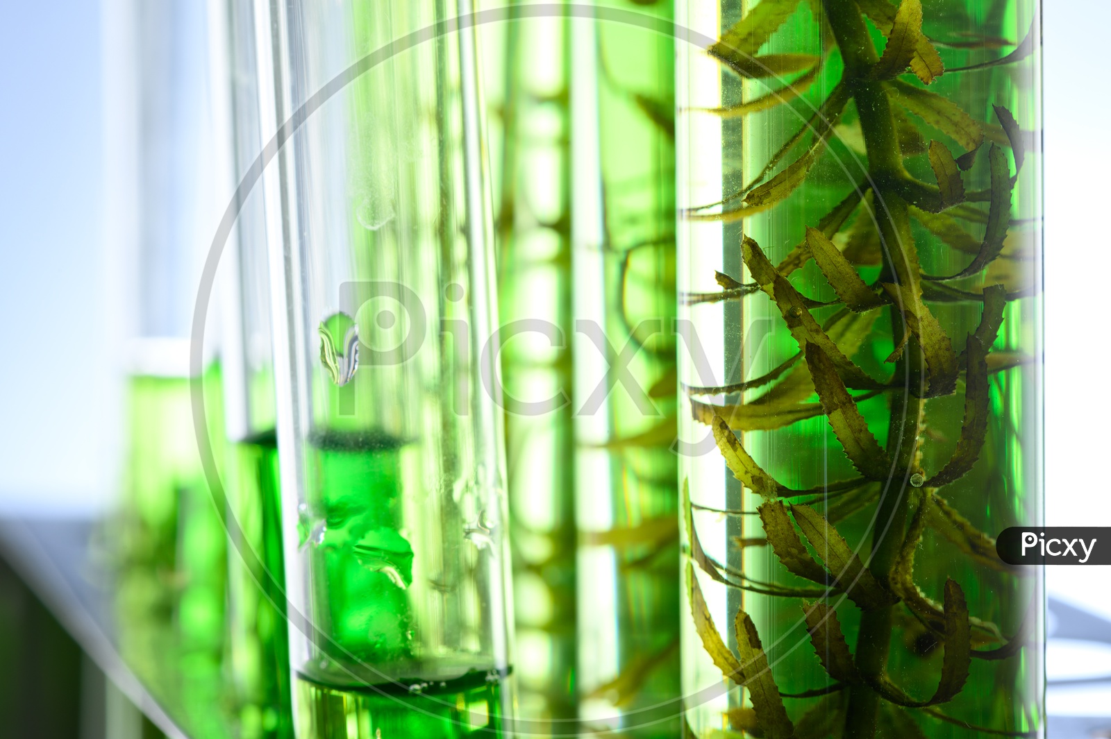 Image of Algae in test tubes, research in laboratories, biotechnology ...