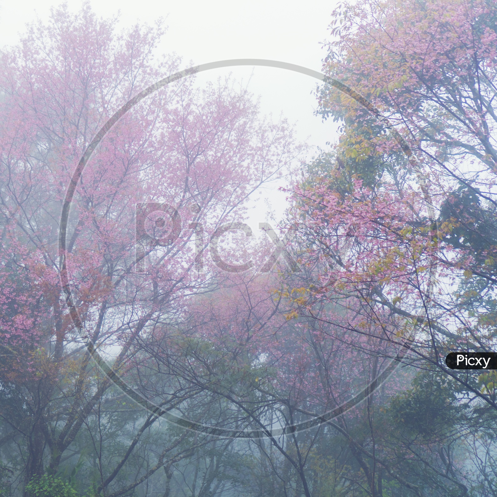 Image of Scenic Spring time View of a Winding Garden Path Lined by ...