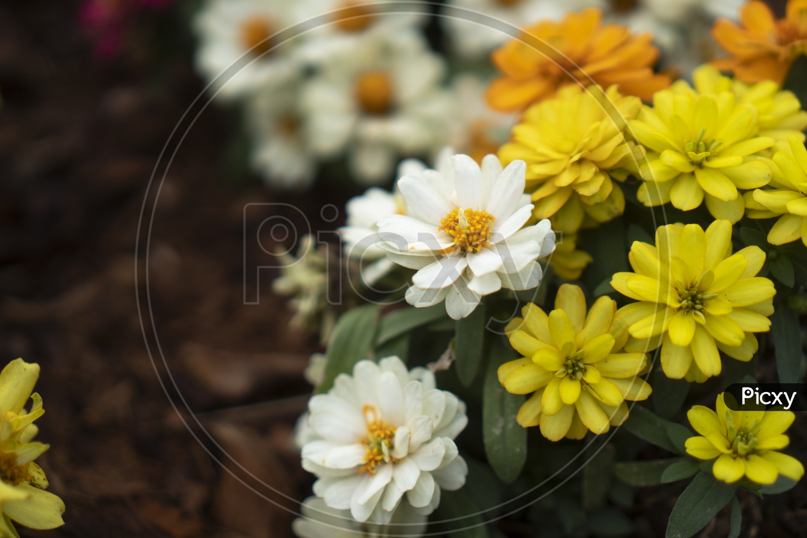 Image of Tropical Daisy Flowers in a Bouquet Closeup Forming a ...