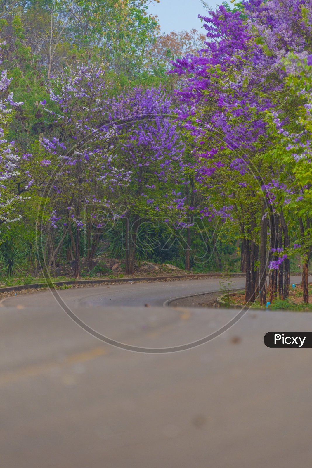 Image of Path through colorful flowers tree in Thailand, natural scene ...