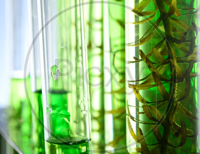Image of Algae with solution in test tubes in laboratory-PY864031-Picxy