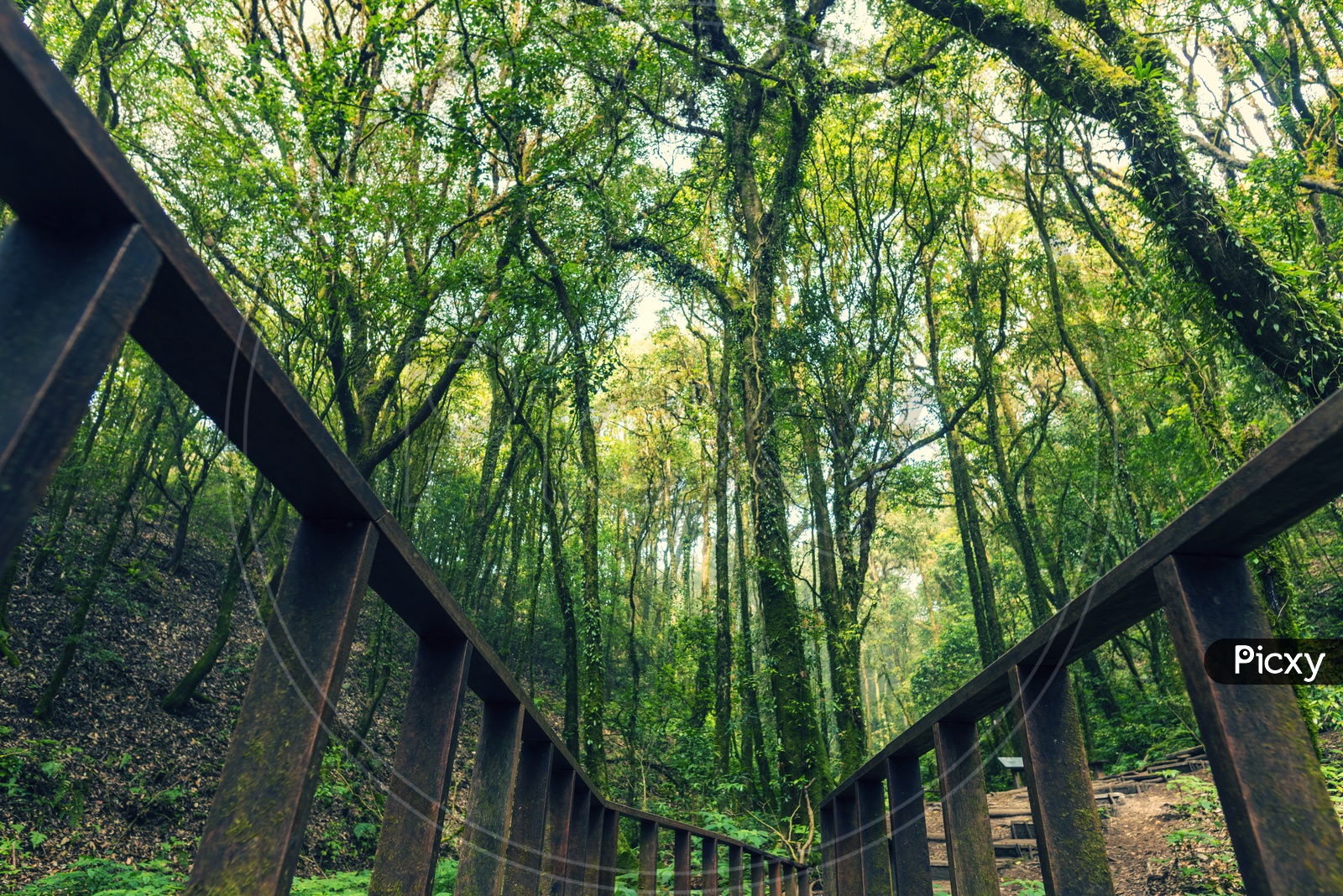 Image of Wooden path way through tropical rain forest green field in ...