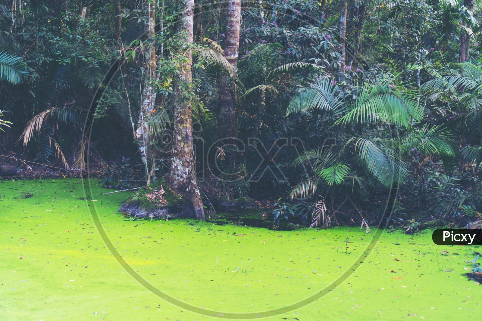Image of tropical lake with green fungus in Khao Yai National Park ...