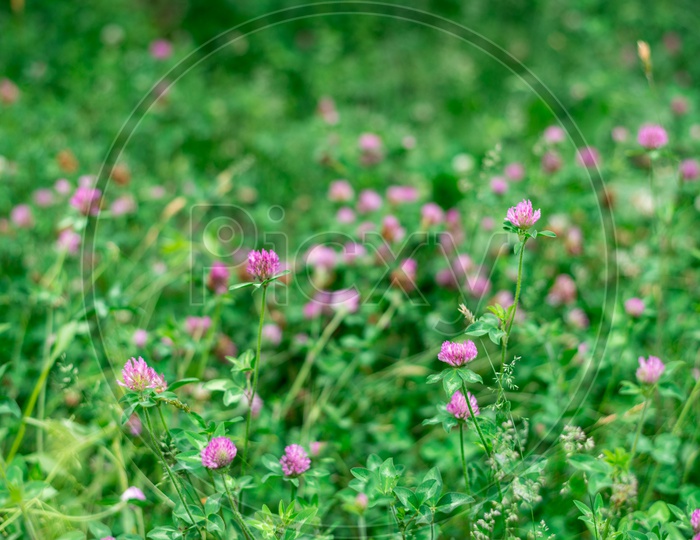 Image of Beautiful Clover Flowers Blooming in Garden at Manali-BU661072 ...