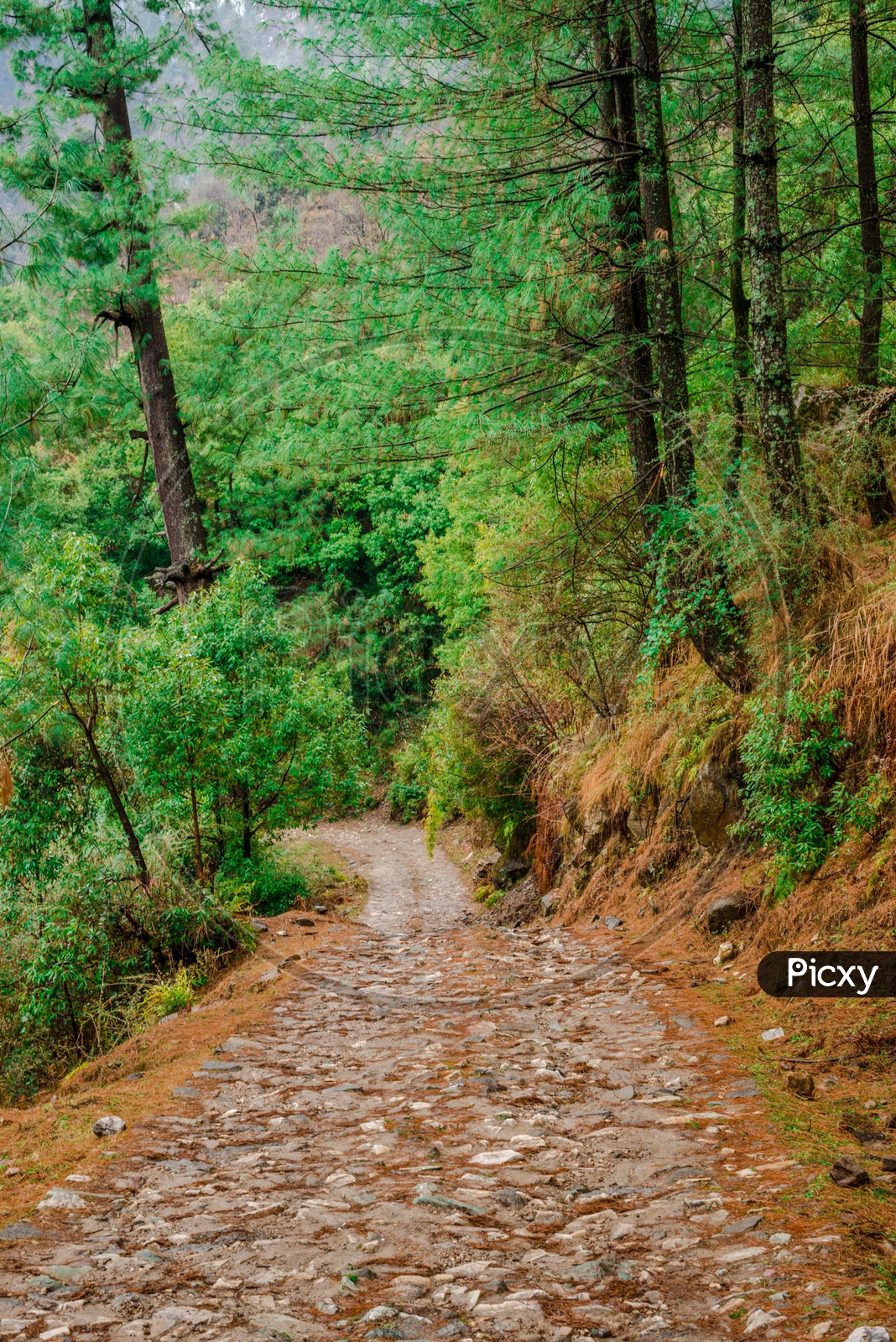 Image of High altitude Road in the Himalayas surrounded by Trees ...