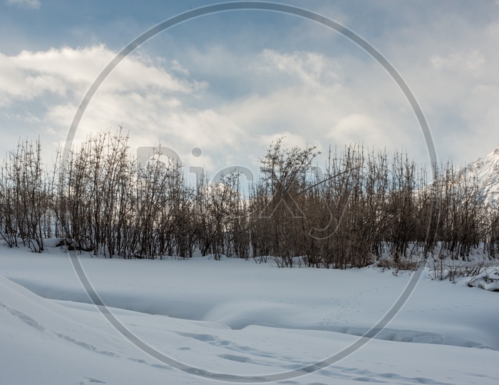 Image of Dry Trees in Winter Season with Clouds in Sky-KX901188-Picxy