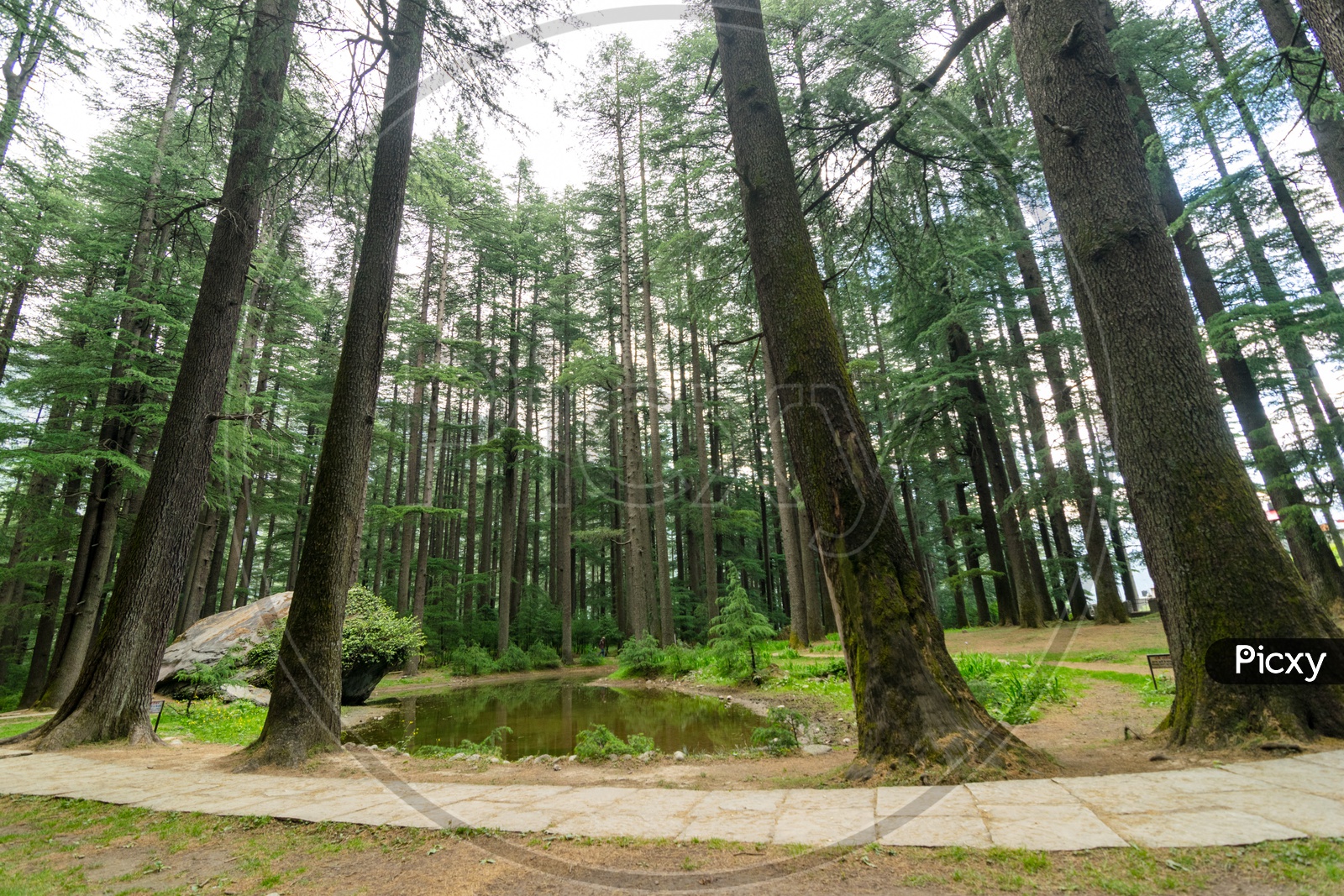 Image of Trees in Van Vihar Forest at Manali-MZ644993-Picxy