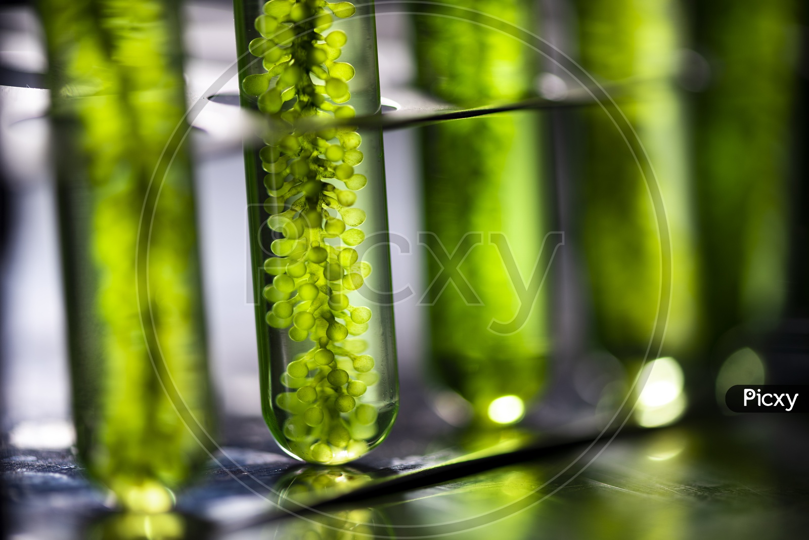 Image of Algae with solution in test tubes in laboratory-PY864031-Picxy