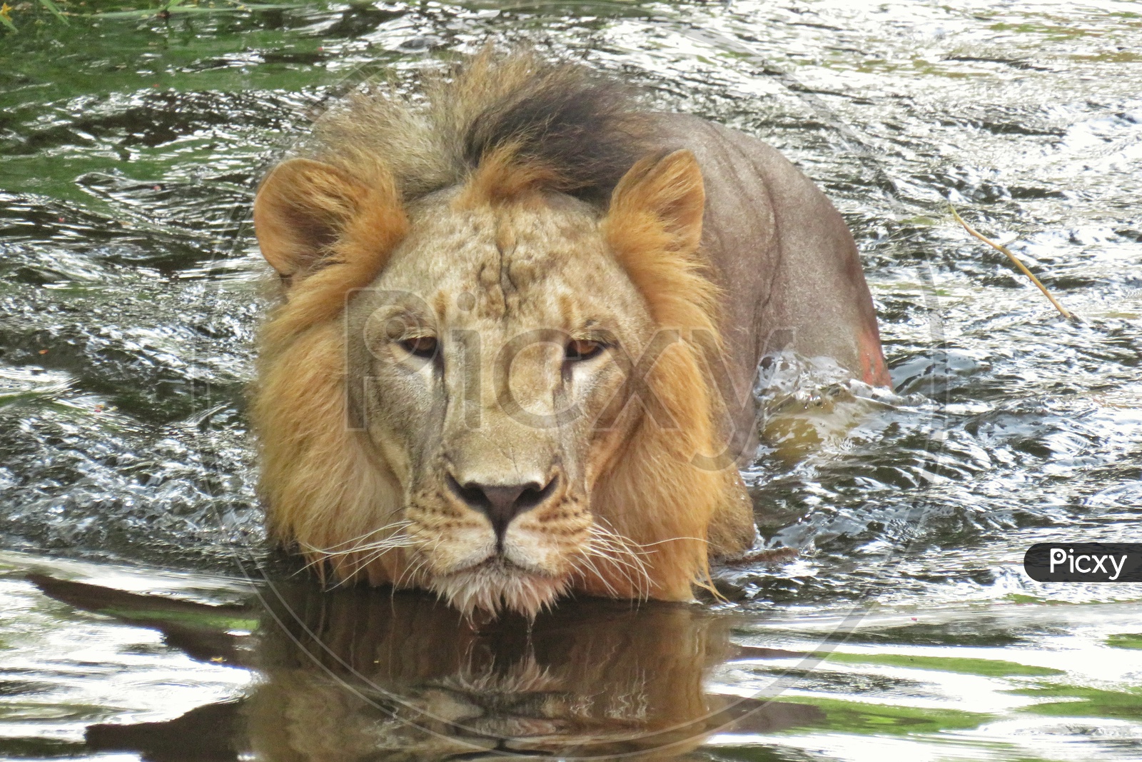 Image of Male Lion Swimming-JF481286-Picxy