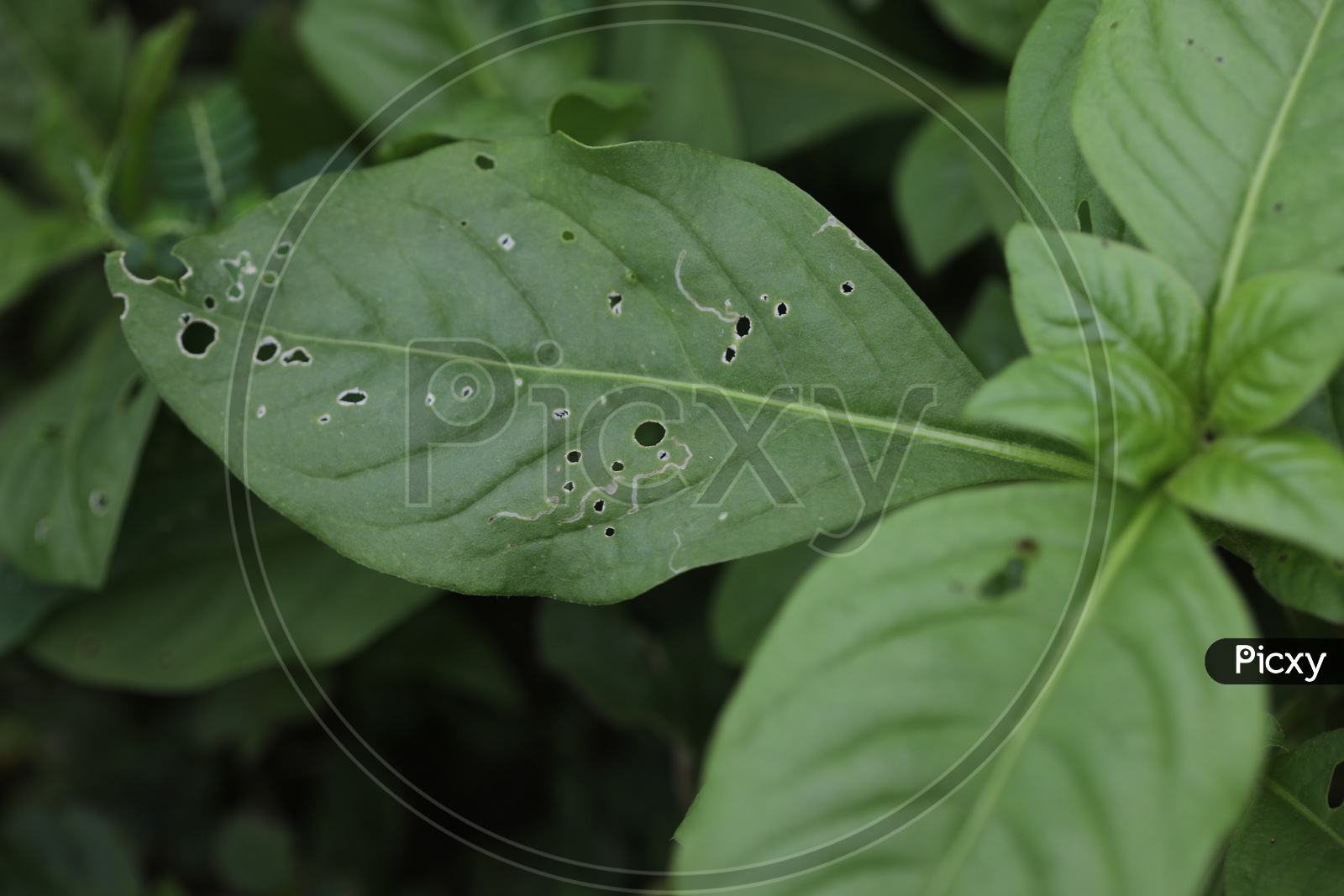 Image of Holes on Green Leafs Close up Leaf Eaten by Insects Or Pests ...