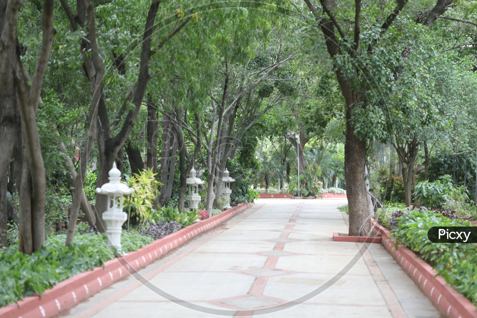 Image of Roads Pathways With Trees On Both Sides In a Park-DN205984-Picxy