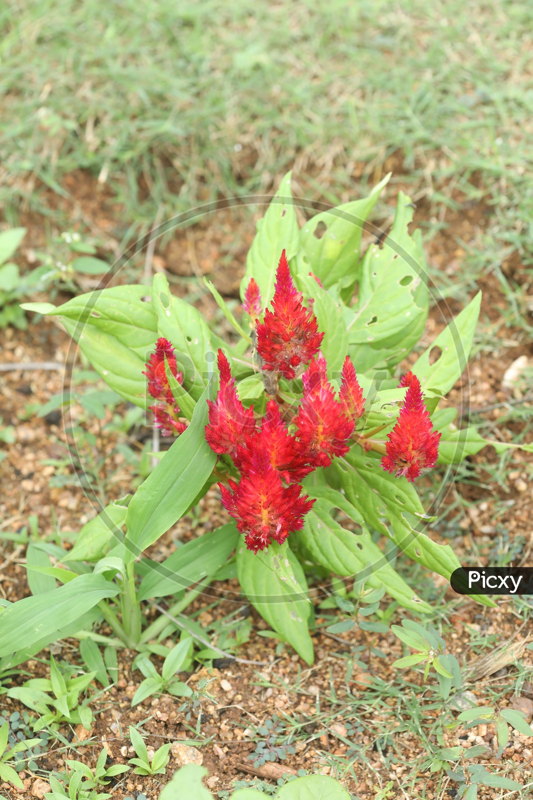 Image of Silver Cocks Comb Plumed Cocks Comb Plant Growing In a Garden ...