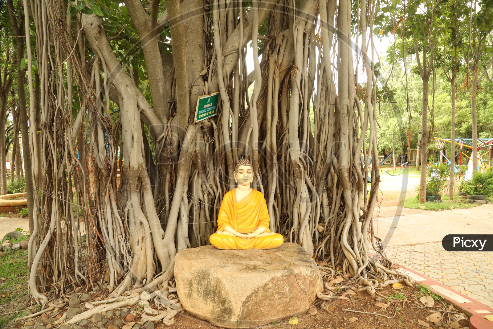 Image of Buddha Statue In Meditation Pose Under banyan Tree-YT915635-Picxy